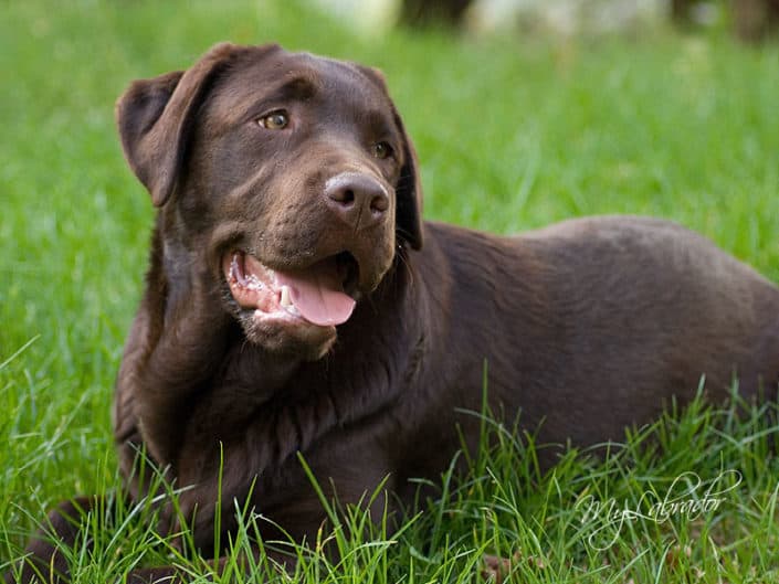 Gene POMC e obesità nel Labrador Retriever