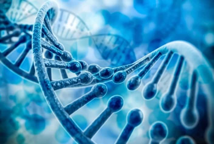 Nanismo nel Labrador: displasia scheletrica (SD2)