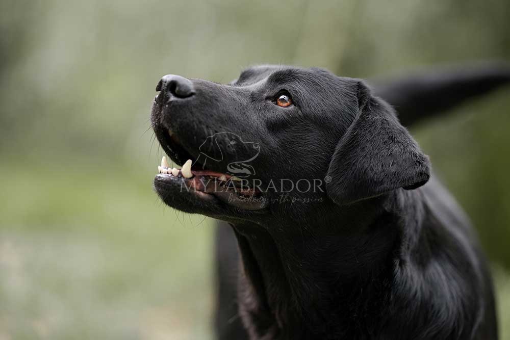Adozione Labrador adulti | Labrador da adottare