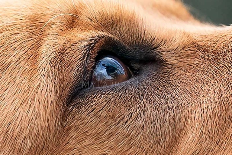 Atrofia retinica progressiva nel Labrador