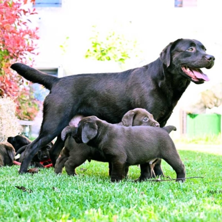 Labrador in casa o in giardino?